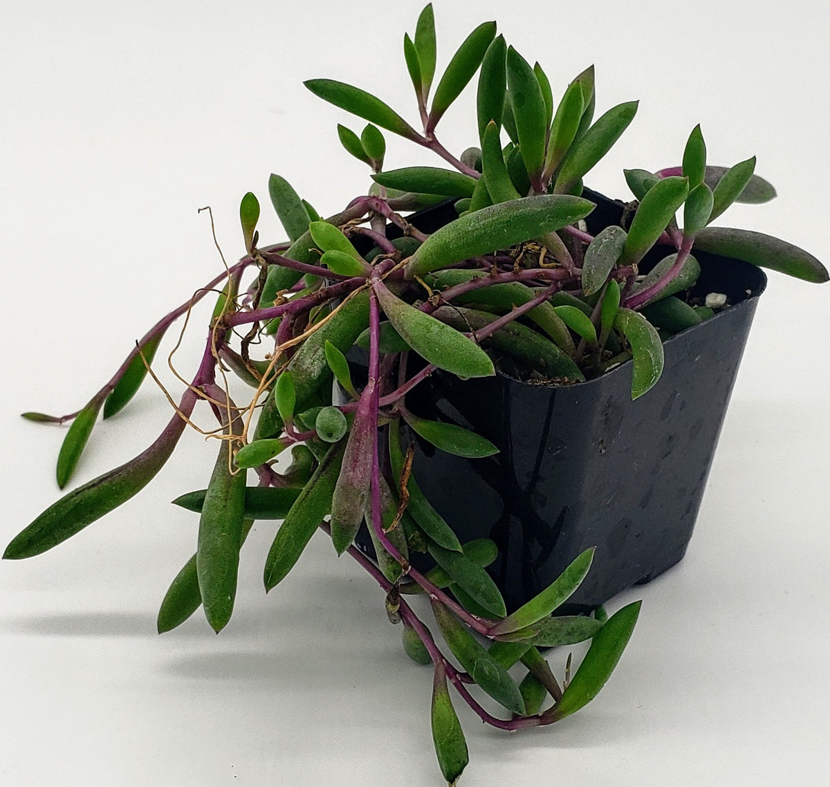 2" Othonna capensis 'Ruby Necklace' – Seaside-Succulents
