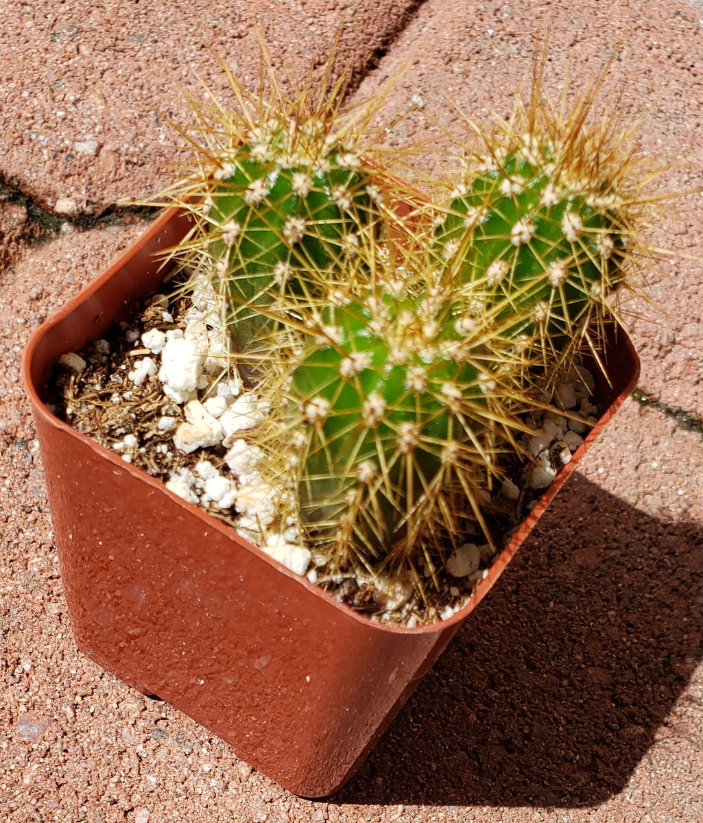 2" 'Mini Barrel' Cactus – Seaside-Succulents