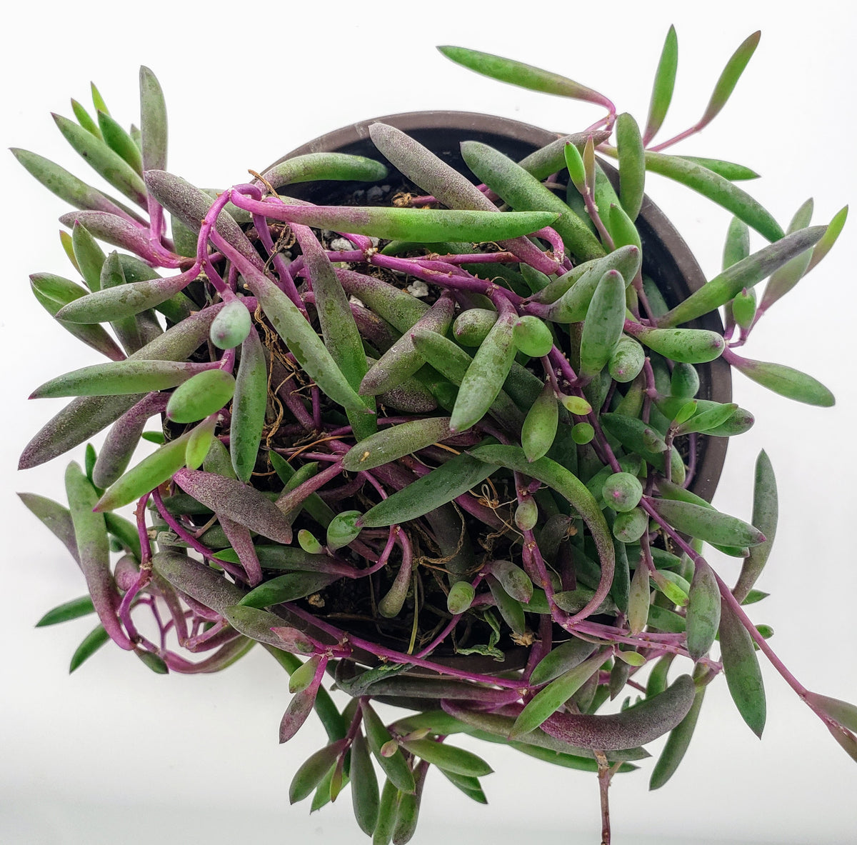 4" Othonna capensis 'Ruby Necklace' – Seaside-Succulents